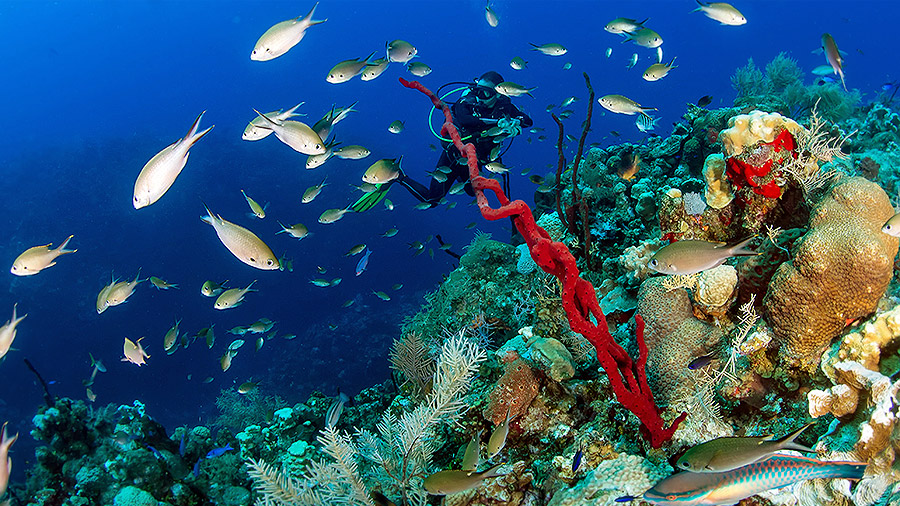 Little Cayman shortlisted for UNESCO World Heritage status - Cayman Compass