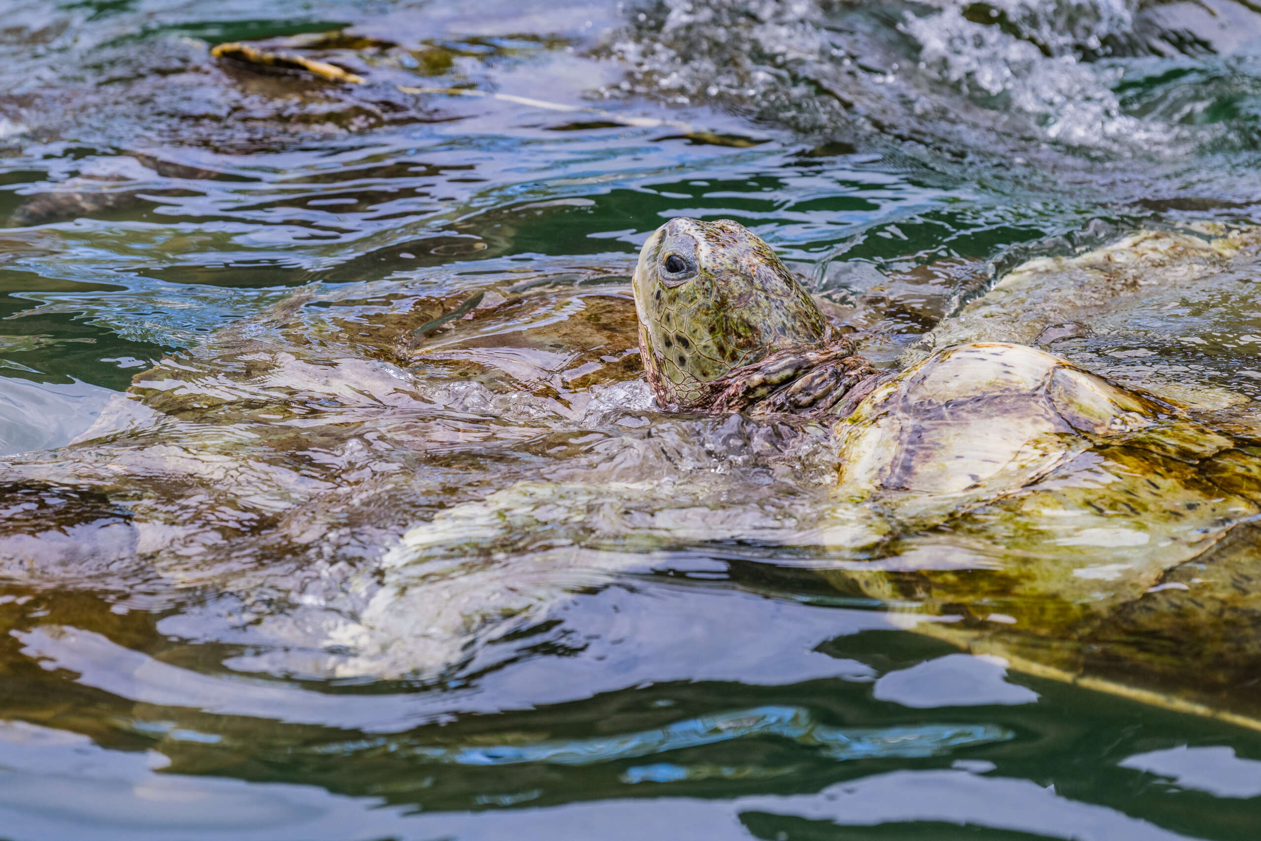 Sales of green sea turtle meat in decline - Cayman Compass