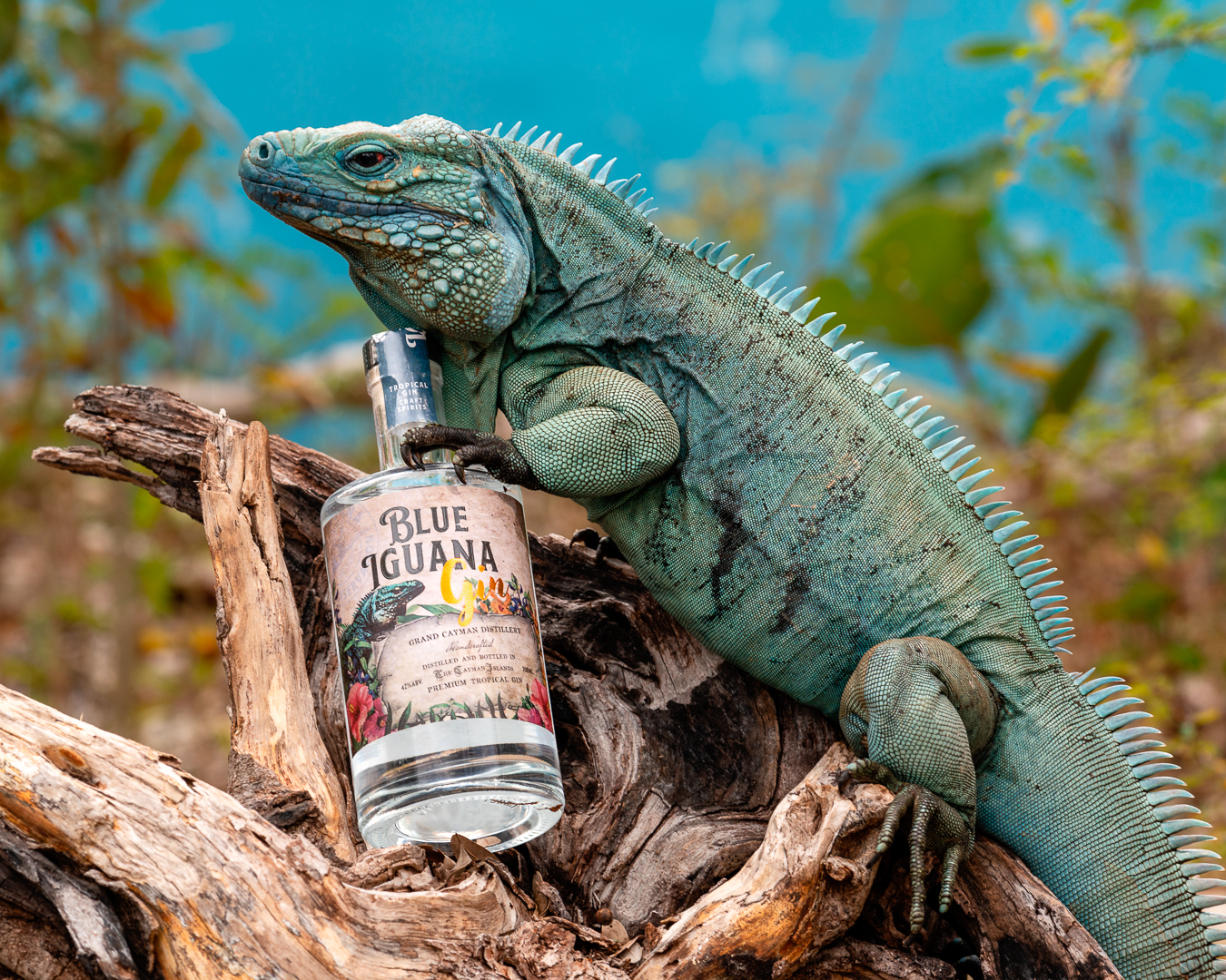 New local gin will help raise funds for blue iguana conservation ...