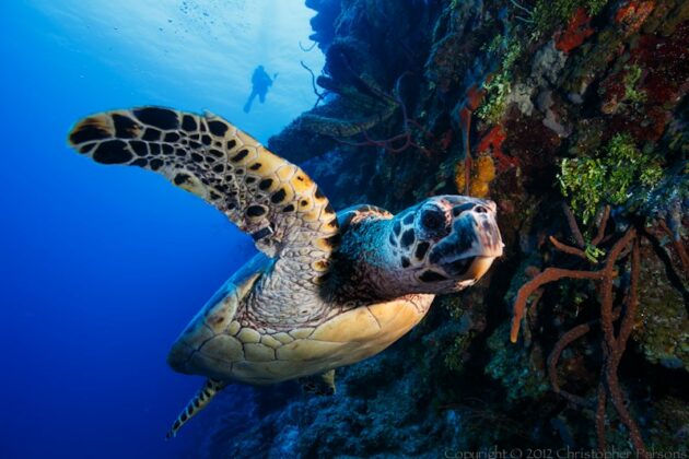 On Earth Day, a look at Cayman's unique environment - Cayman Compass