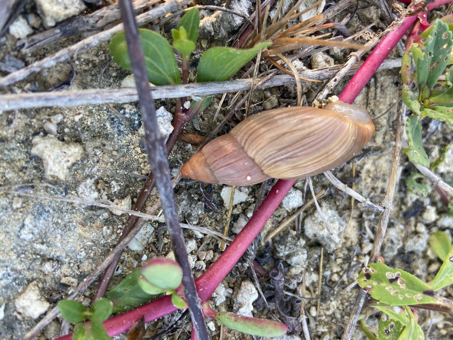 Carnivorous moustached snail on the loose - Cayman Compass