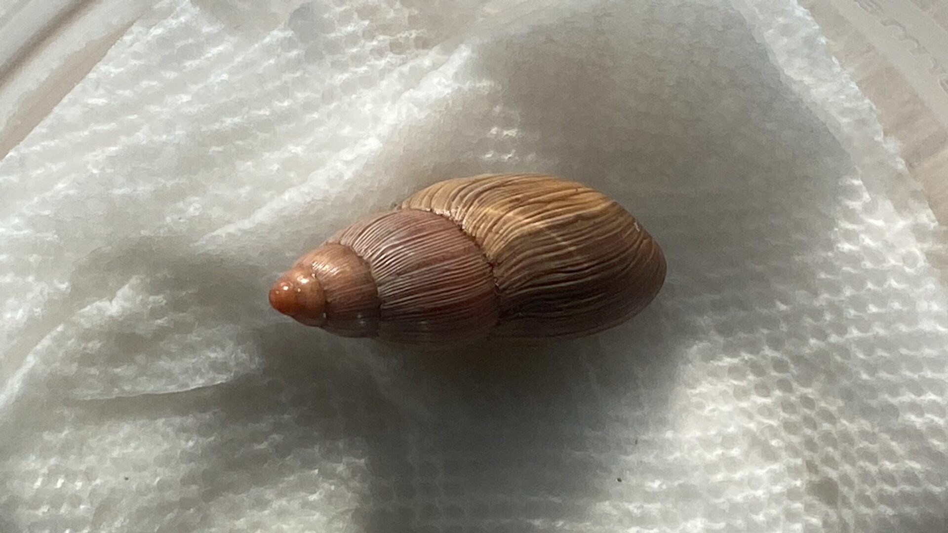 Rosy Wolf Snail 2023 habitat - Cayman Compass