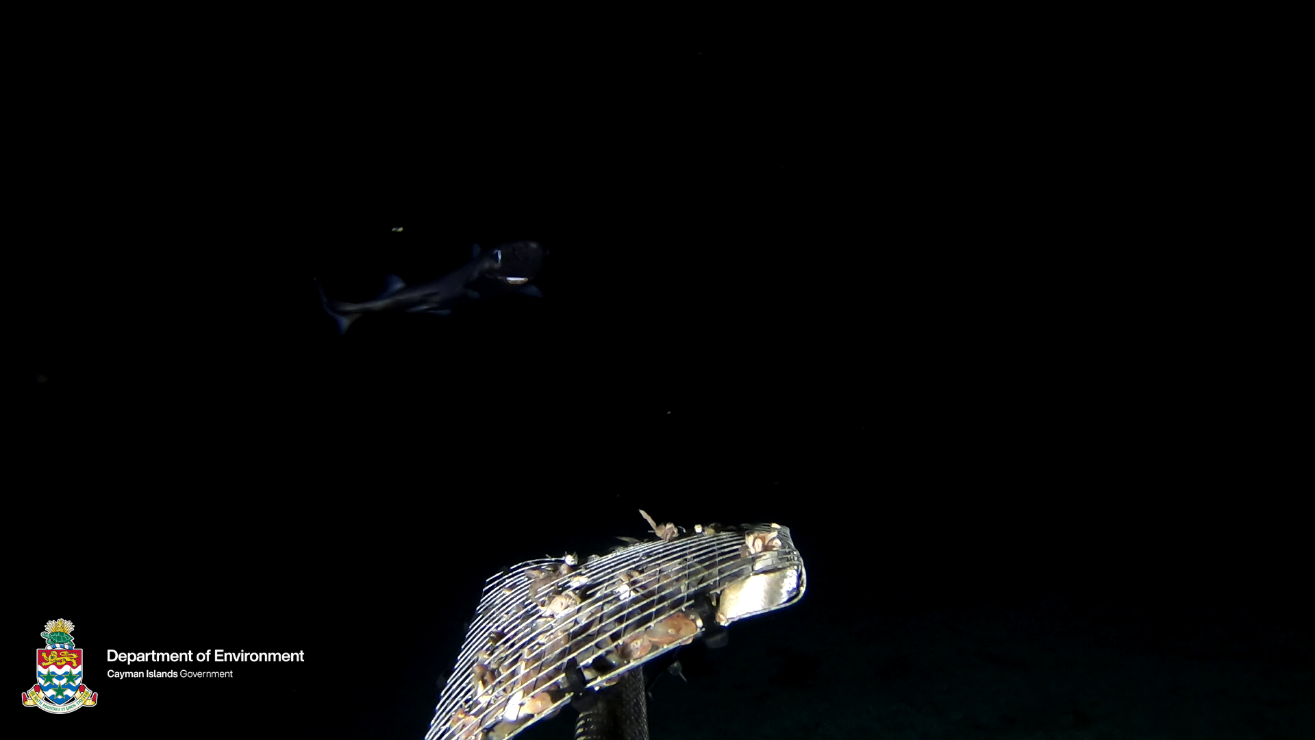 Rare glow-in-the-dark shark discovered in Cayman's waters - Cayman Compass
