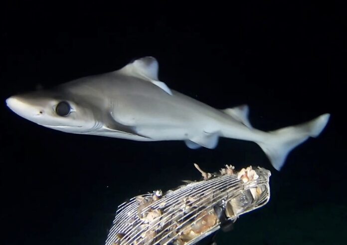 Rare glow-in-the-dark shark discovered in Cayman's waters - Cayman Compass