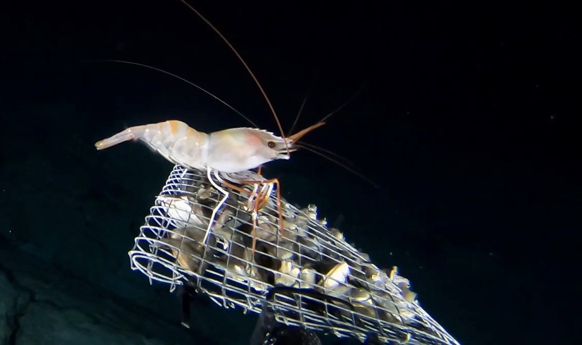 Rare glow-in-the-dark shark discovered in Cayman's waters - Cayman Compass