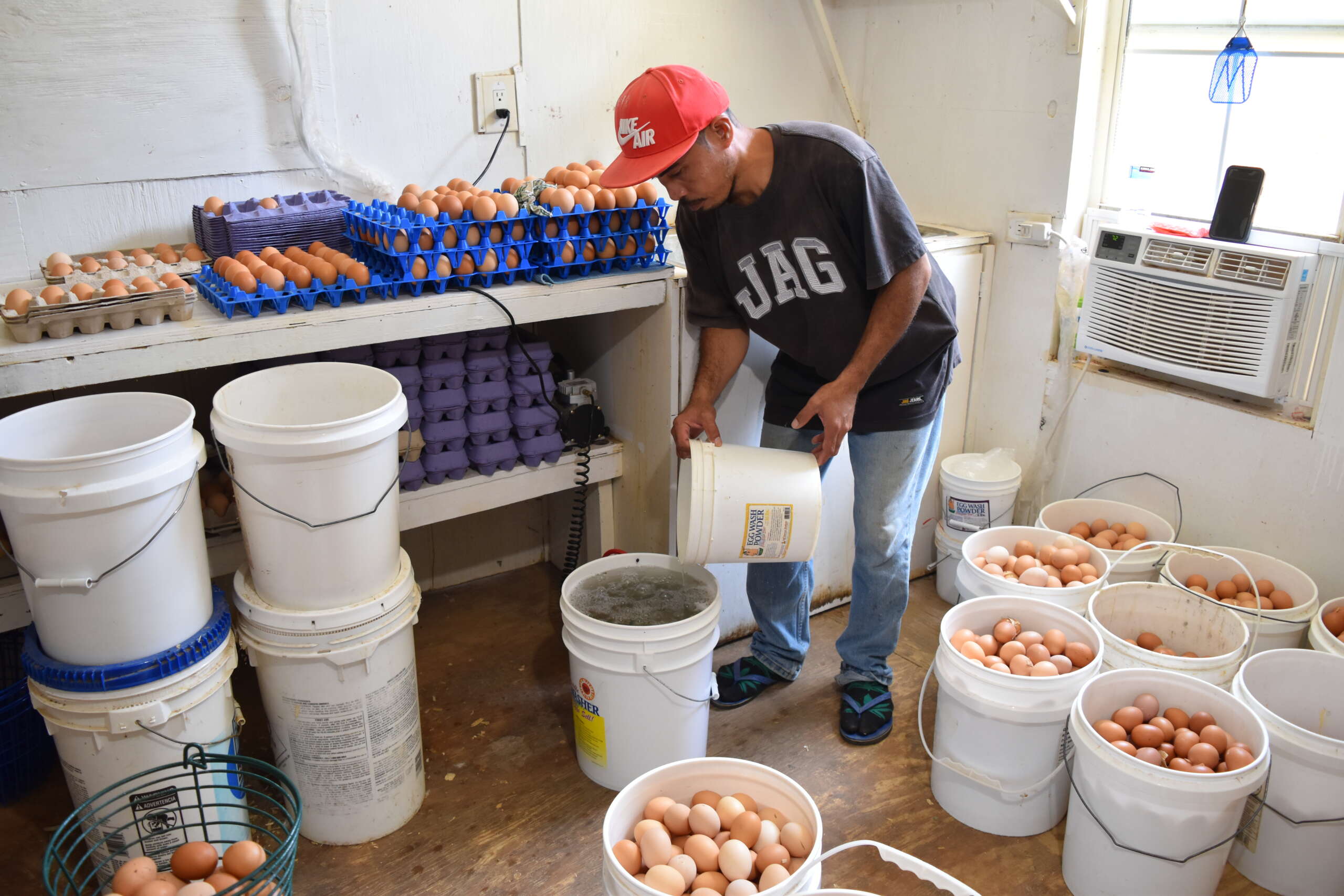 Incubating Cayman's egg production industry - Cayman Compass