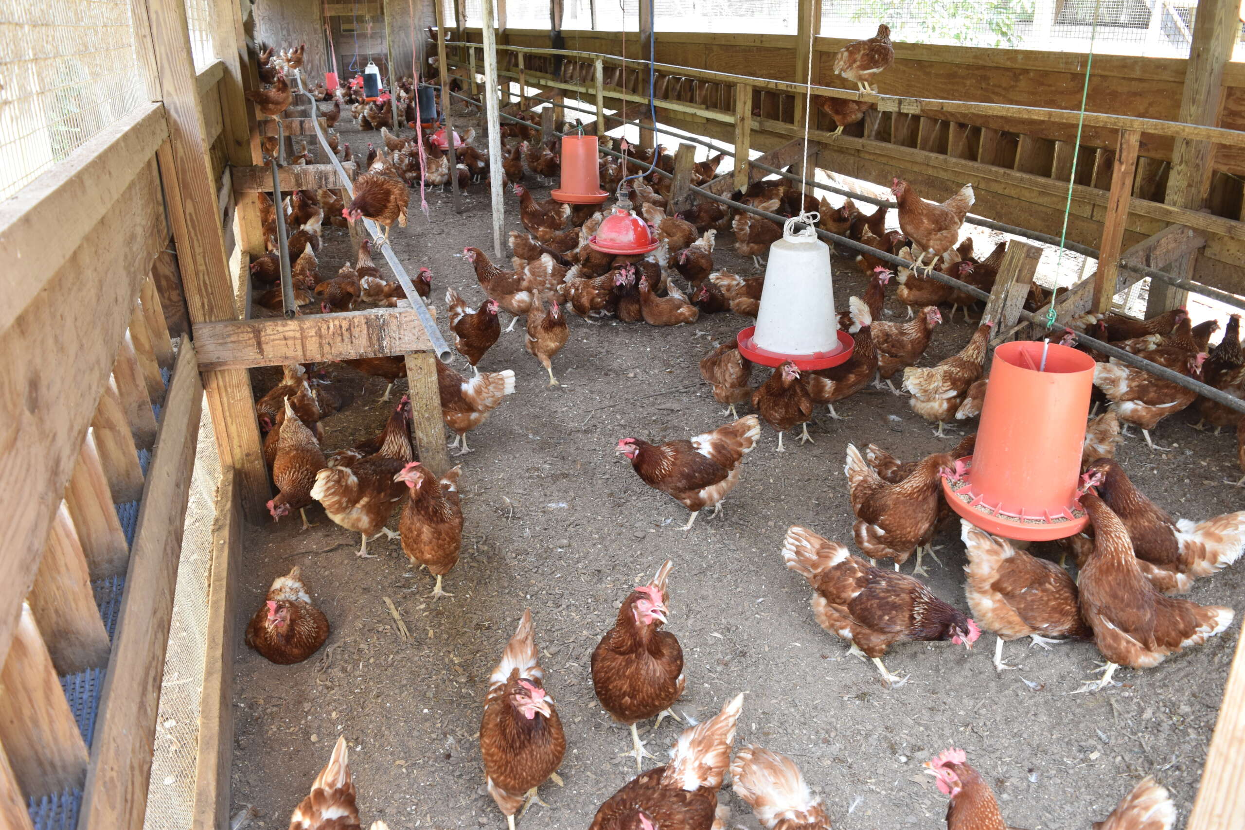 Incubating Cayman's egg production industry - Cayman Compass