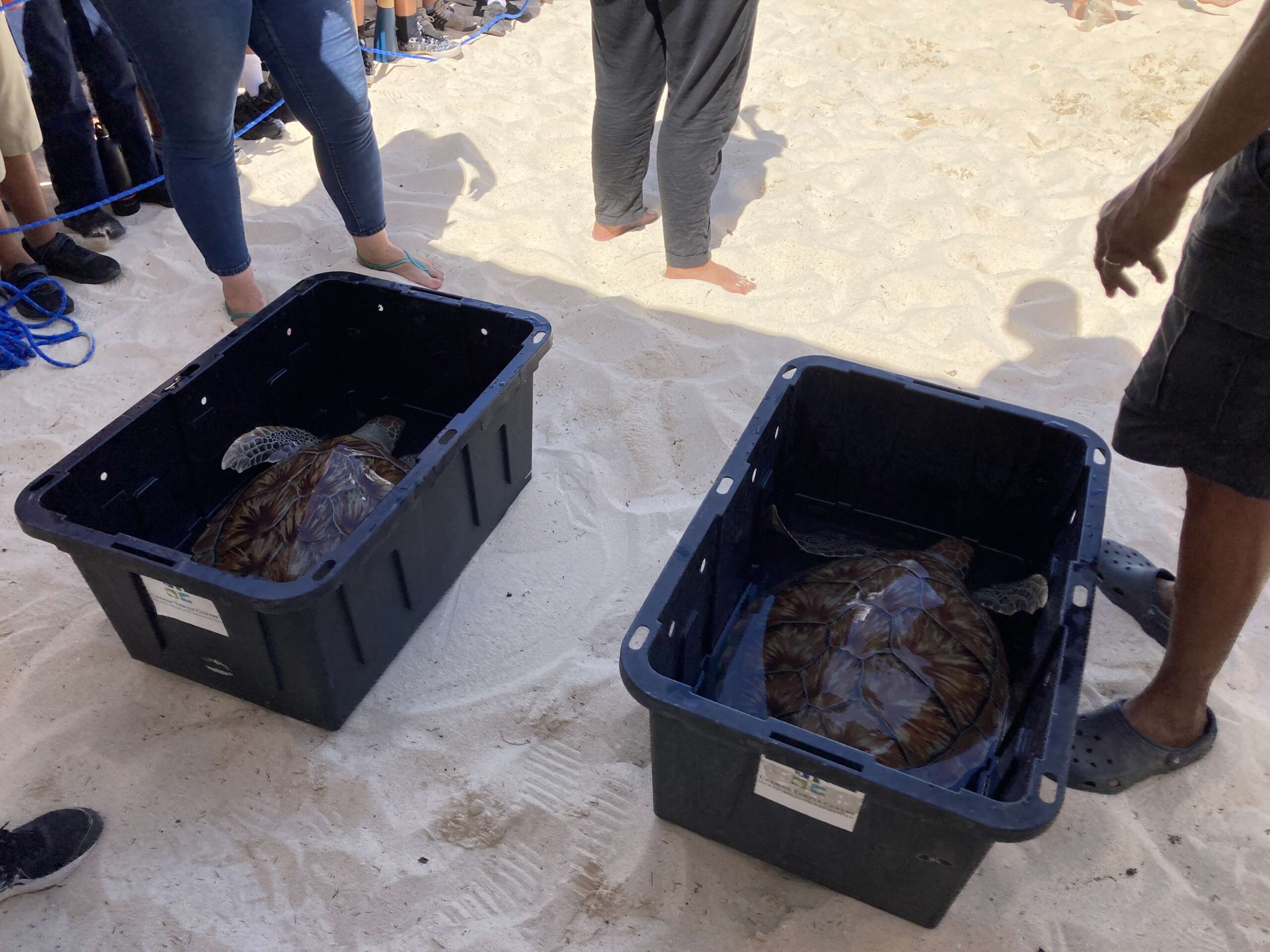 Turtles released on Governors Beach for World Sea Turtle Day - Cayman ...
