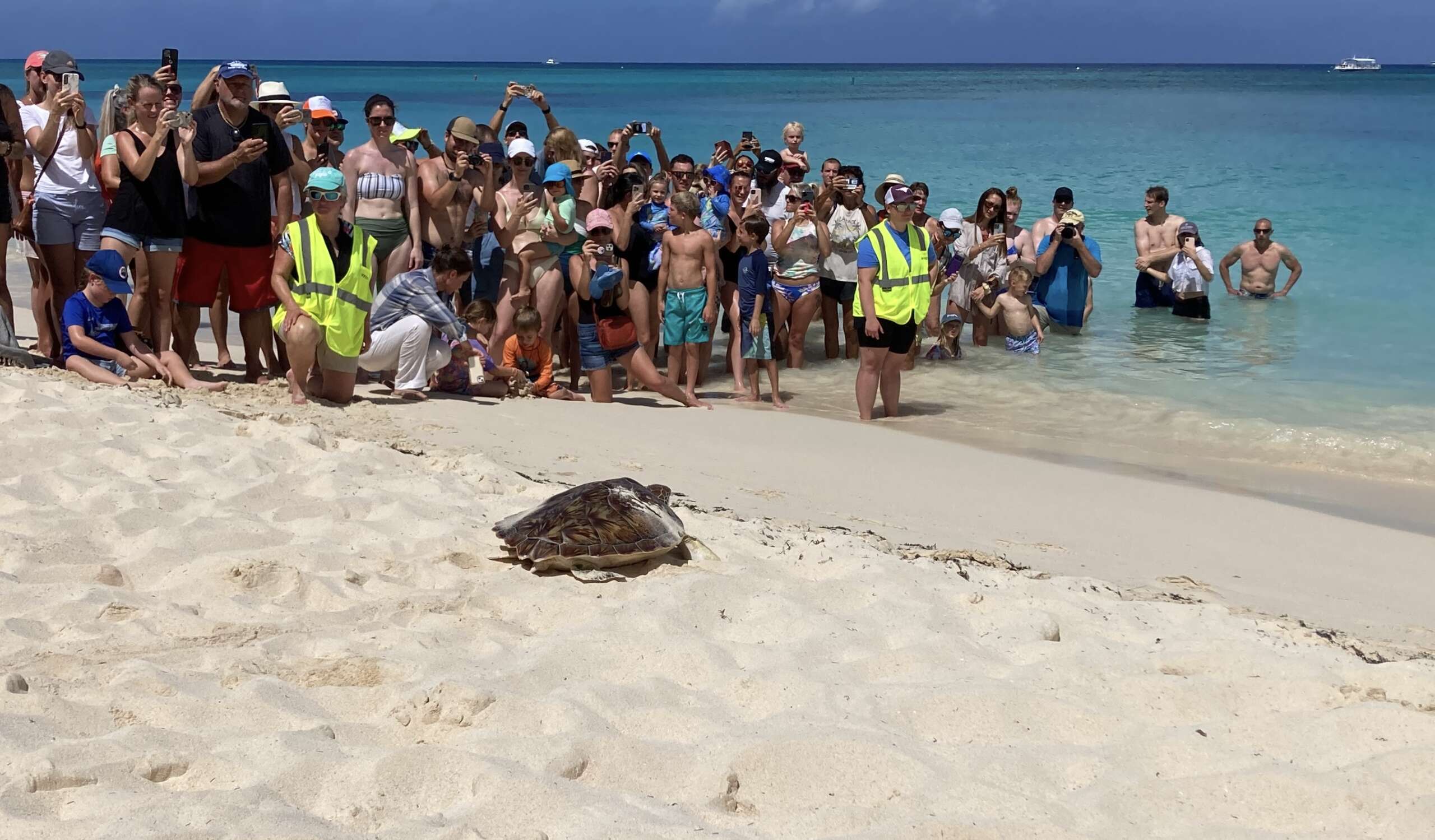 Turtles released on Governors Beach for World Sea Turtle Day - Cayman ...