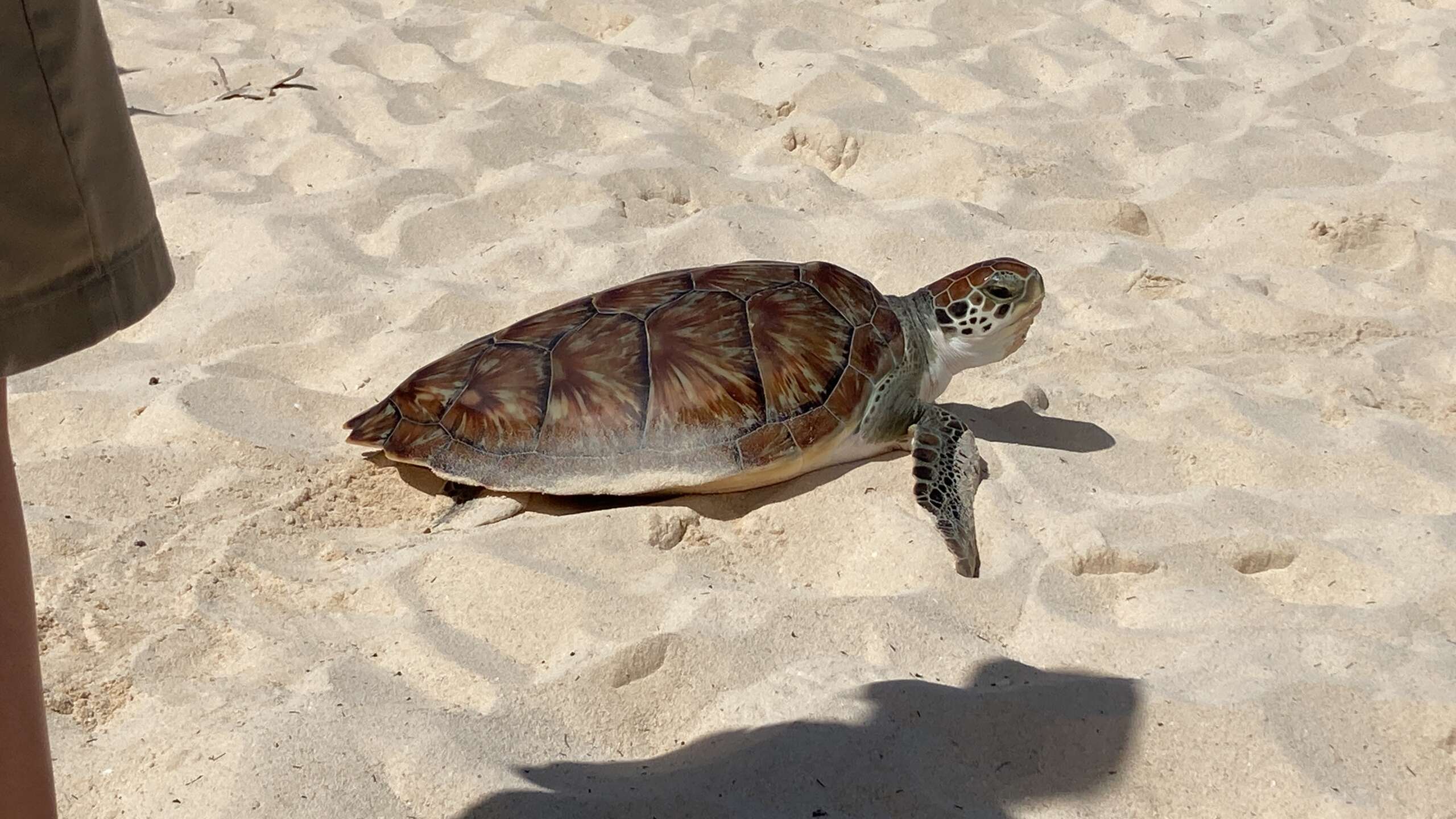 Turtle release4 - Cayman Compass