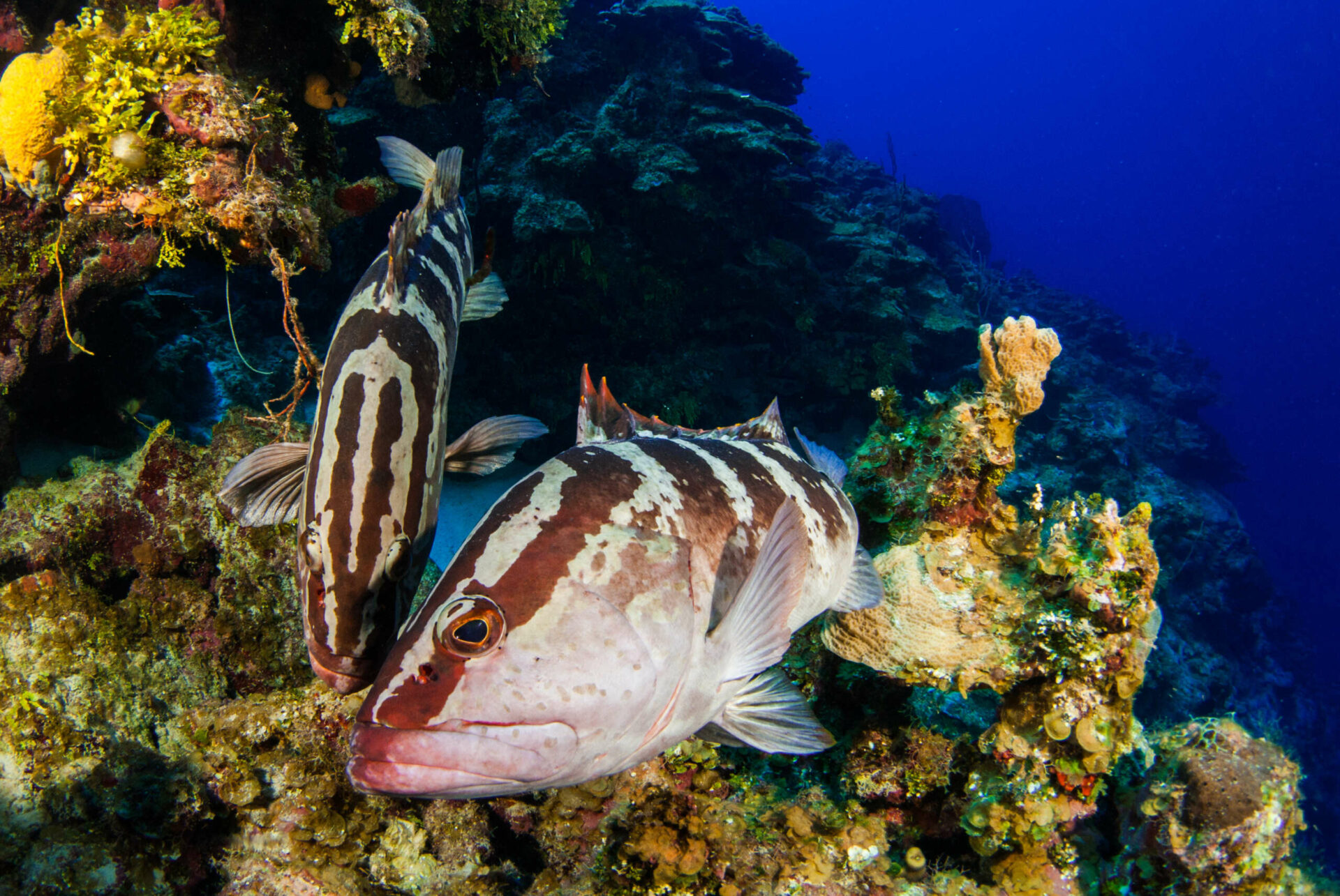 Parrotfish, Nassau groupers on the rebound on Little Cayman reefs ...