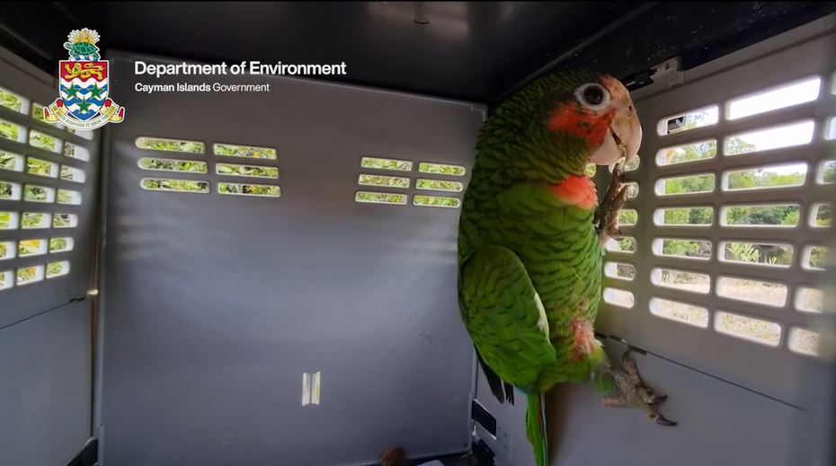 Seized Cayman parrot Mindy returned to the wild - Cayman Compass