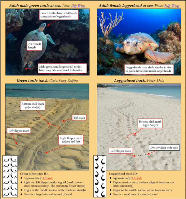 Cayman marks Sea Turtle Week with record start to nesting season ...