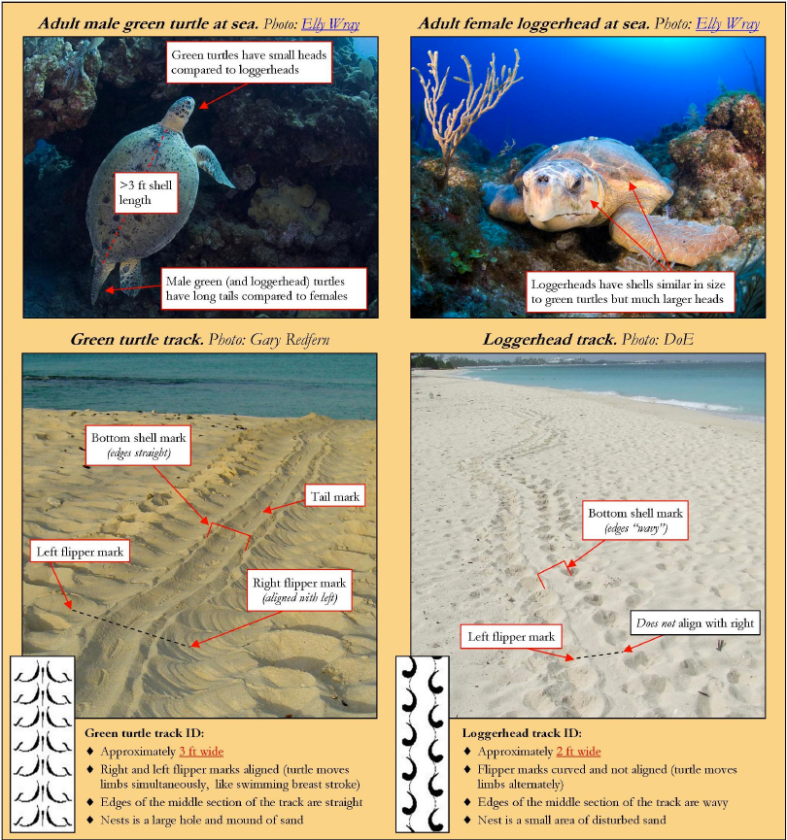 Cayman marks Sea Turtle Week with record start to nesting season ...