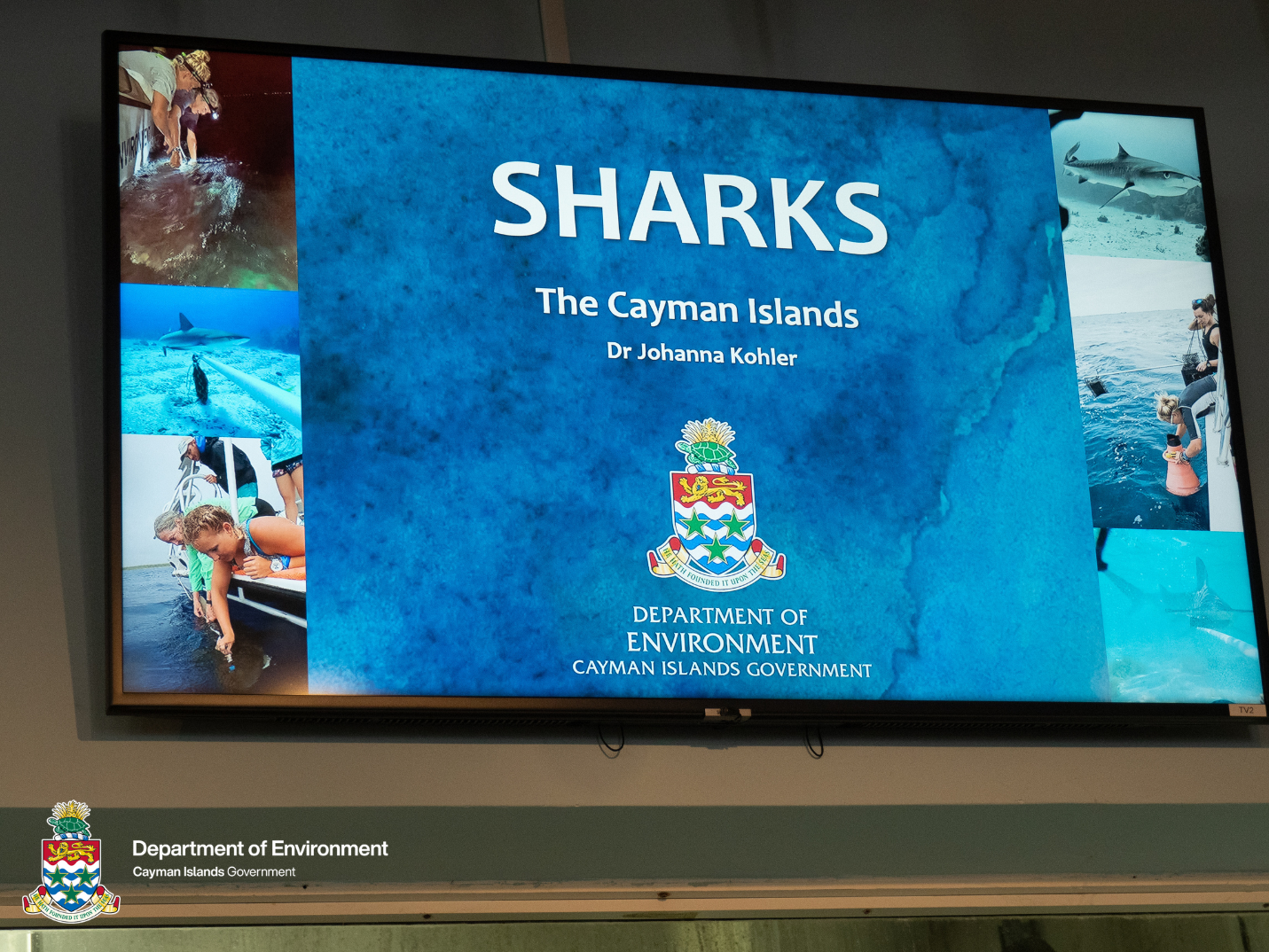 Shark Week event nets $2,600 for local conservation efforts - Cayman ...