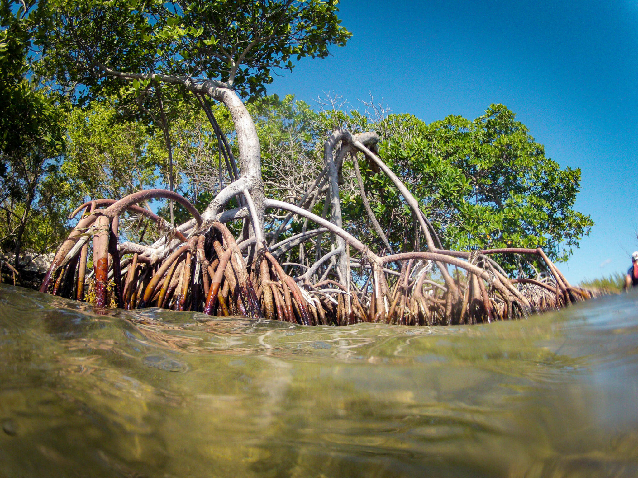 Glass to grass: Can crushed glass help restore Cayman's coastal ...