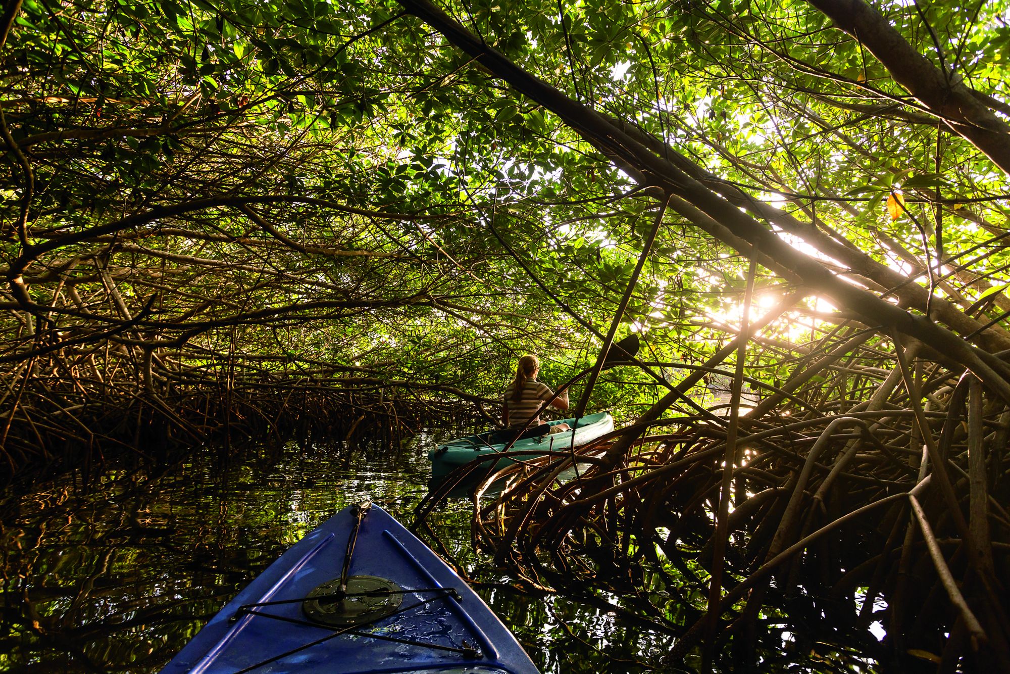 Mangrove Festival this weekend - Cayman Compass