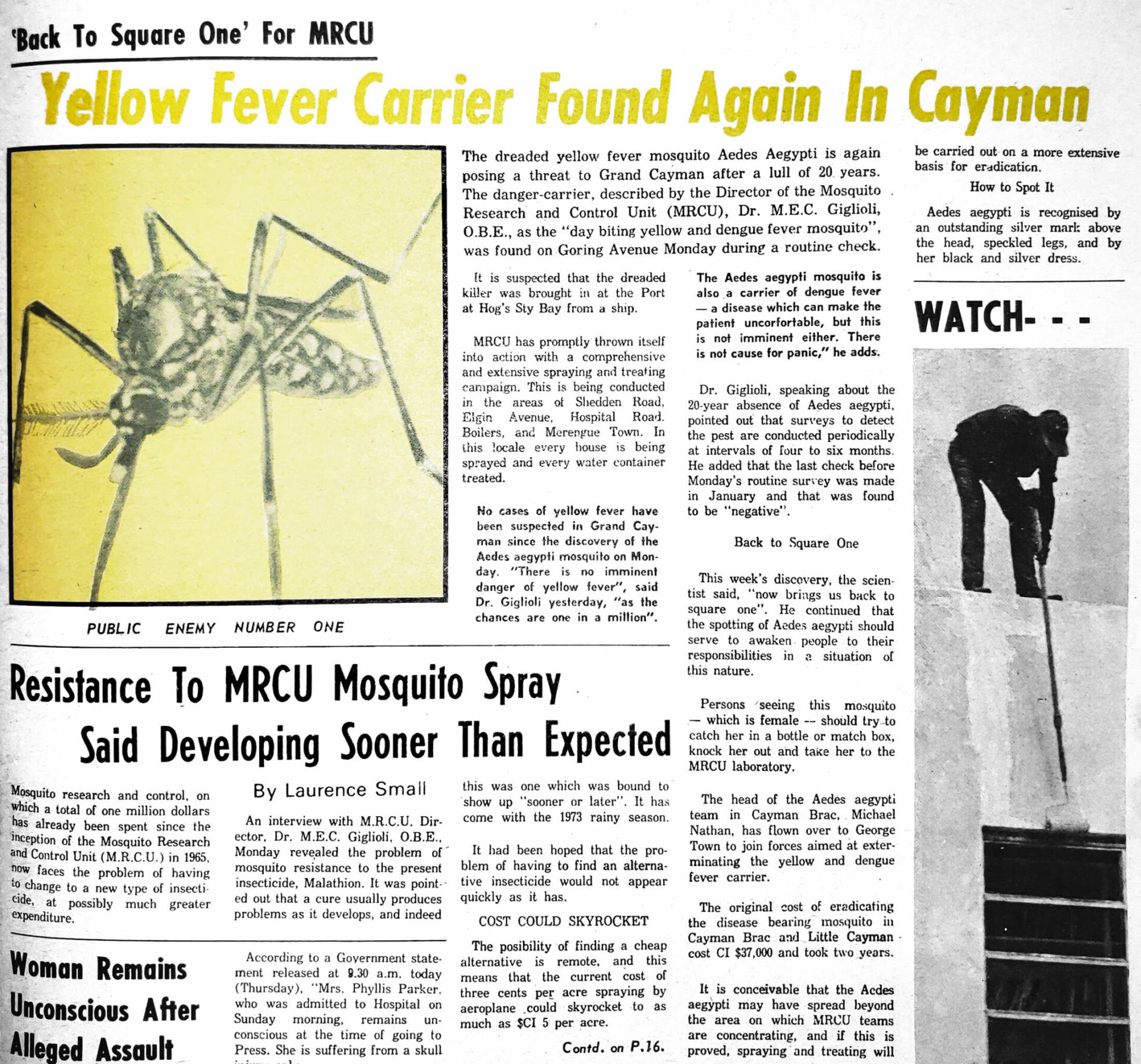 50 years ago: Yellow fever, mosquito resistance to insecticide - Cayman ...