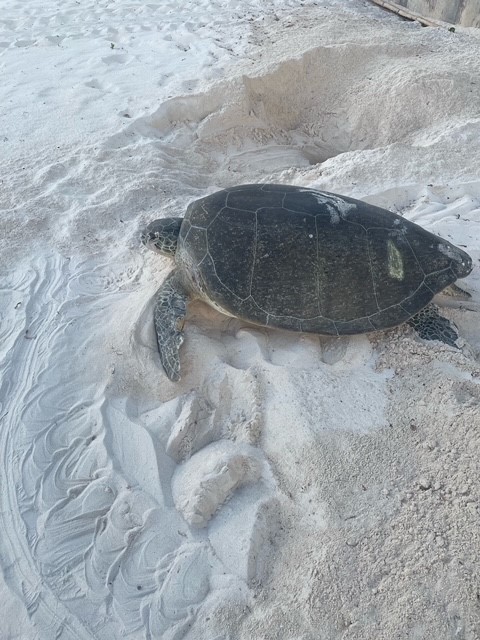 Turtle rescue 'memorable lifetime experience' for US family - Cayman ...