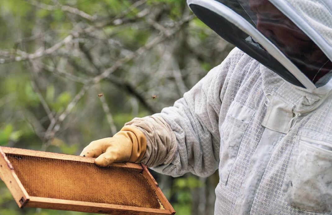 Bee Farm buzz - Cayman Compass