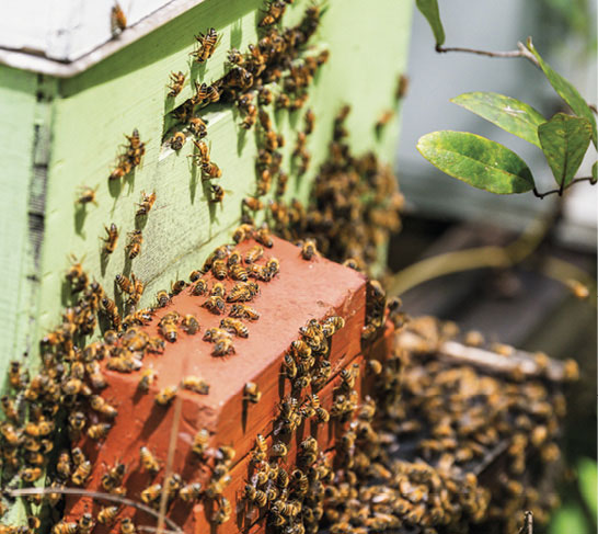 Bee Farm buzz - Cayman Compass