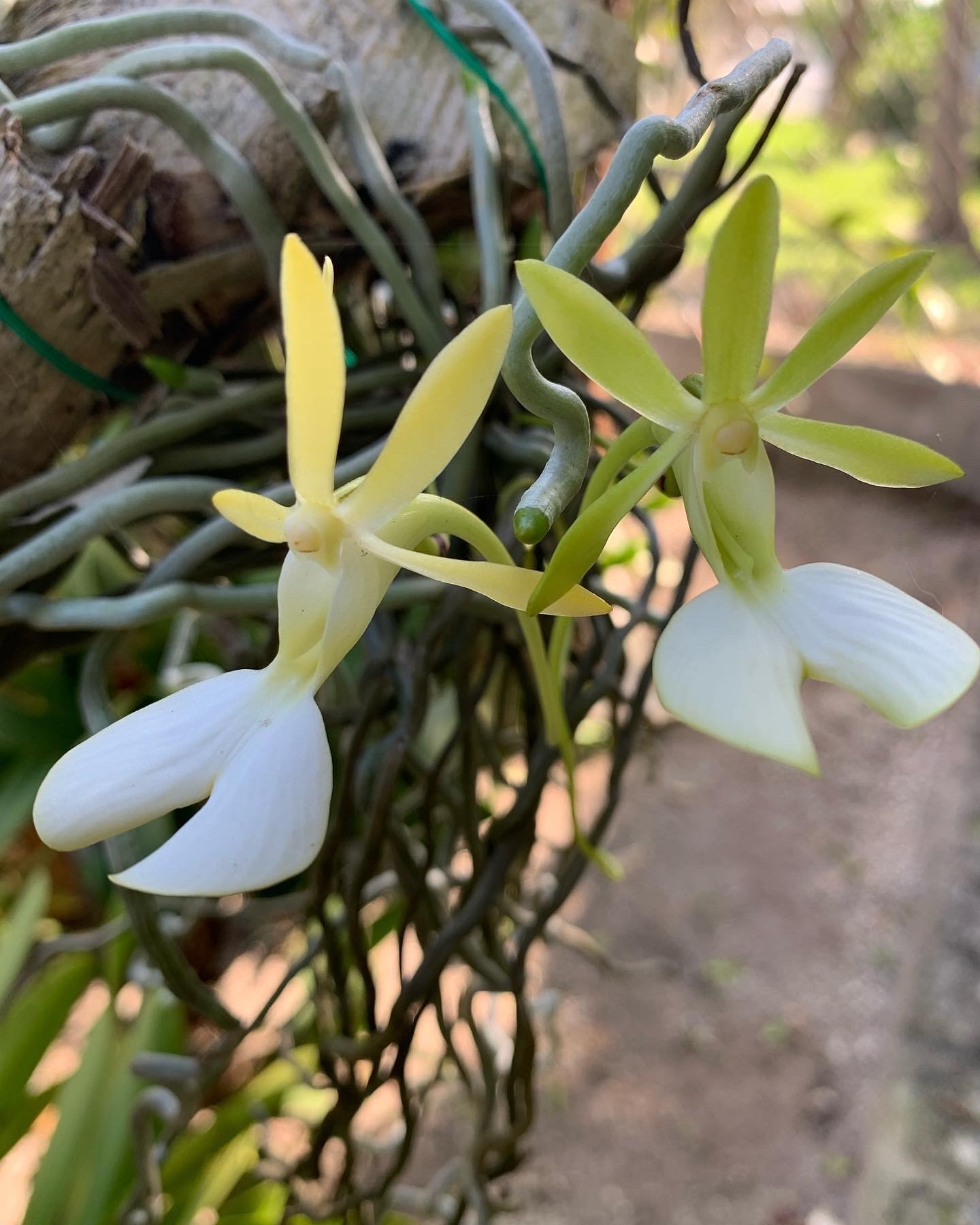 Celebrating orchids - Cayman Compass