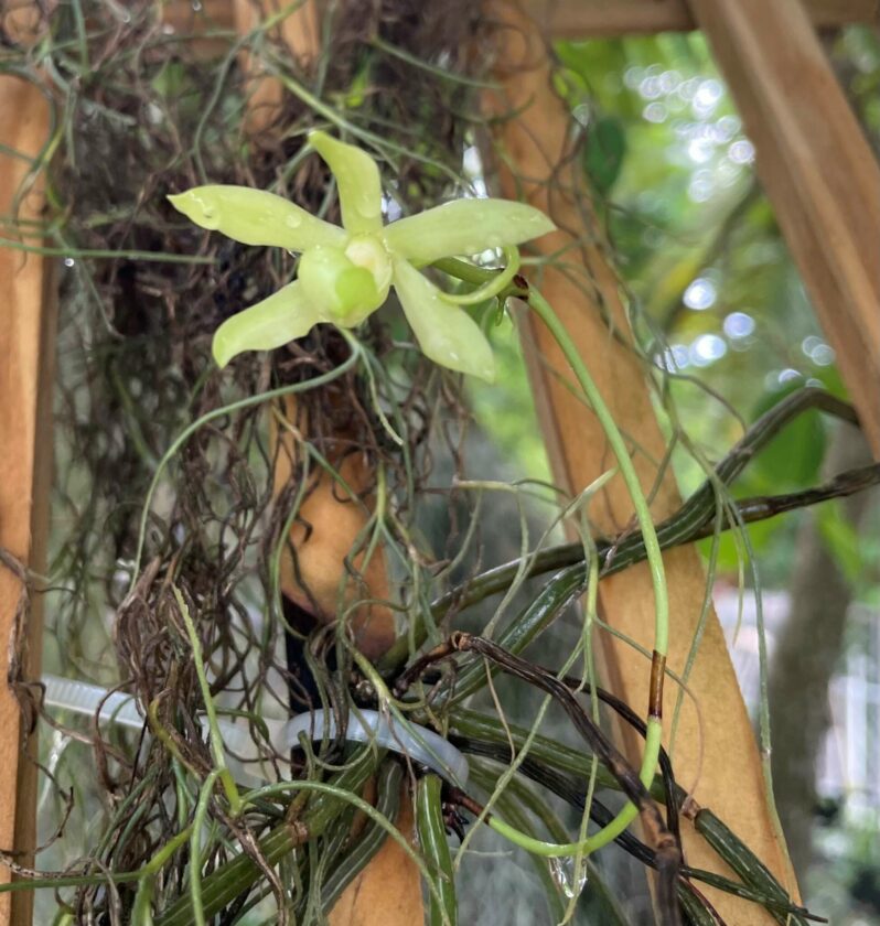 Celebrating orchids - Cayman Compass