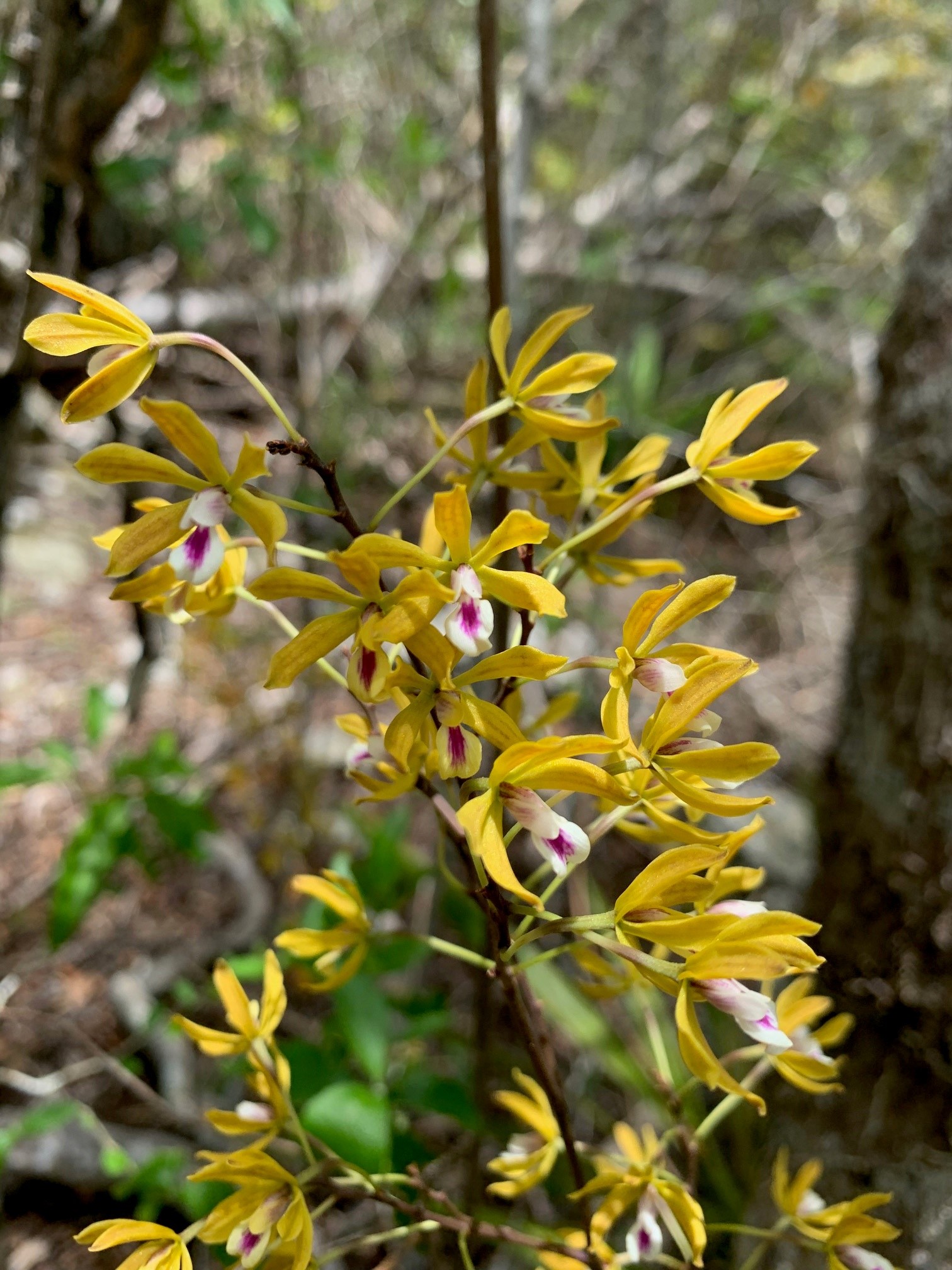 Encyclia kingsii (Carla Reid) - Cayman Compass