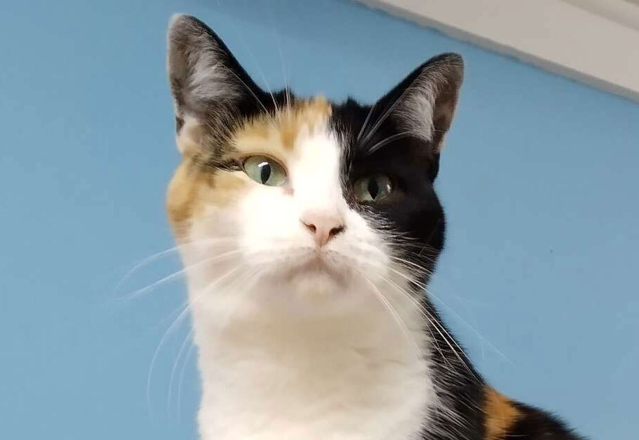 Humane Society struggling with funding shortfall - Cayman Compass