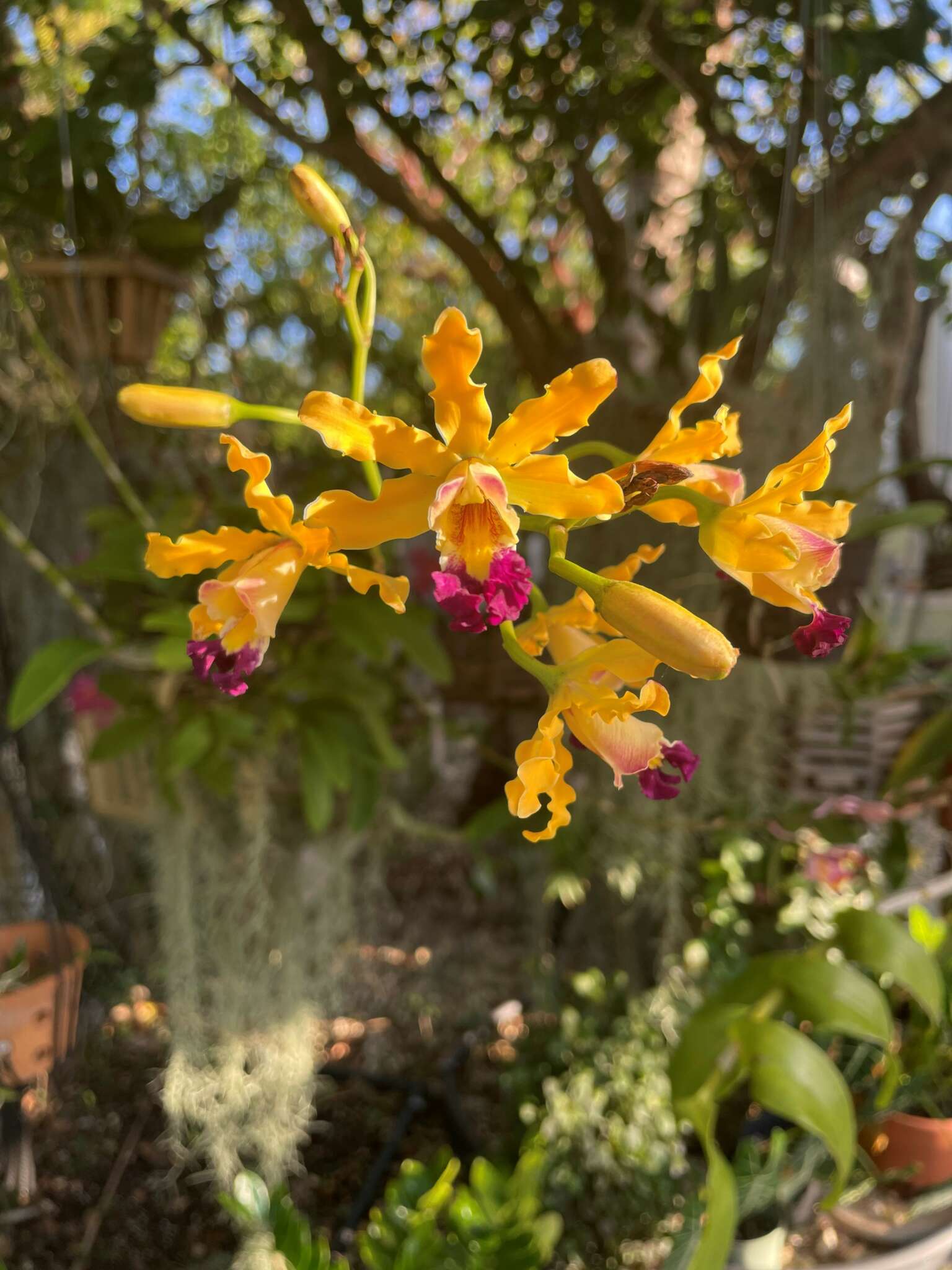 Myrmecophila Thomsoniana var. minor (Hazel Brown) - Cayman Compass