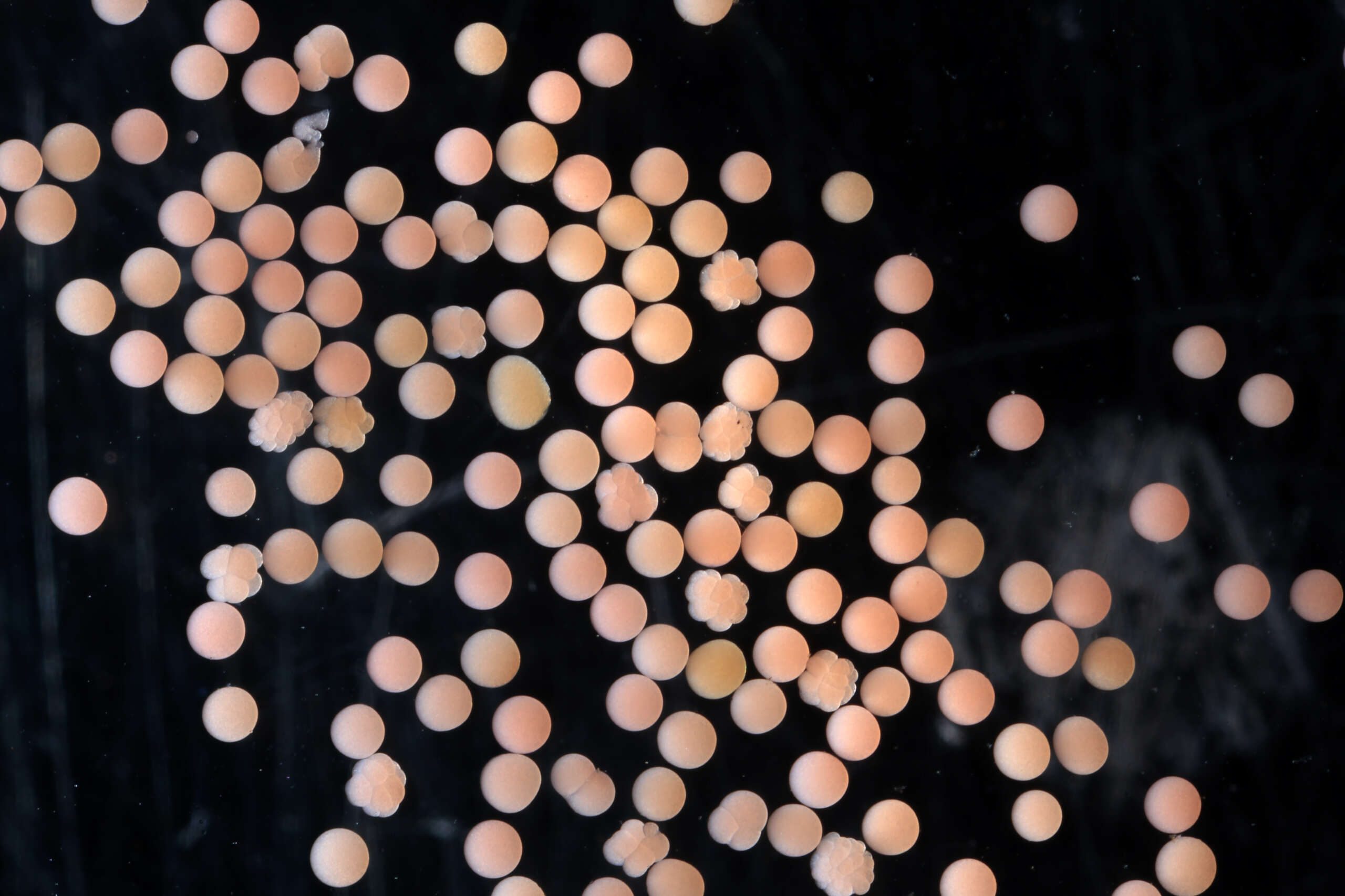 Coral spawning in the wild and in a lab - Cayman Compass