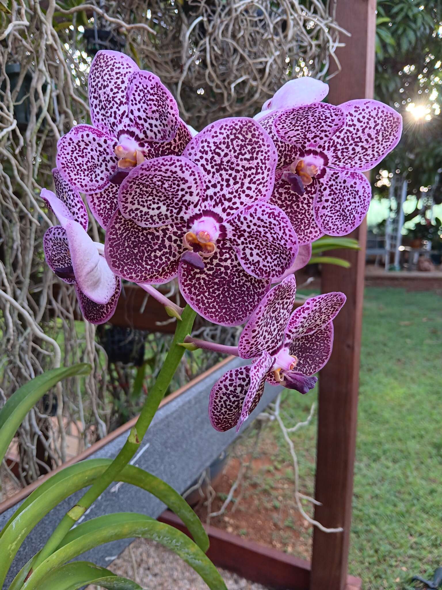 Vanda - Ascda Kulvadee (Farida Jefferson) - Cayman Compass