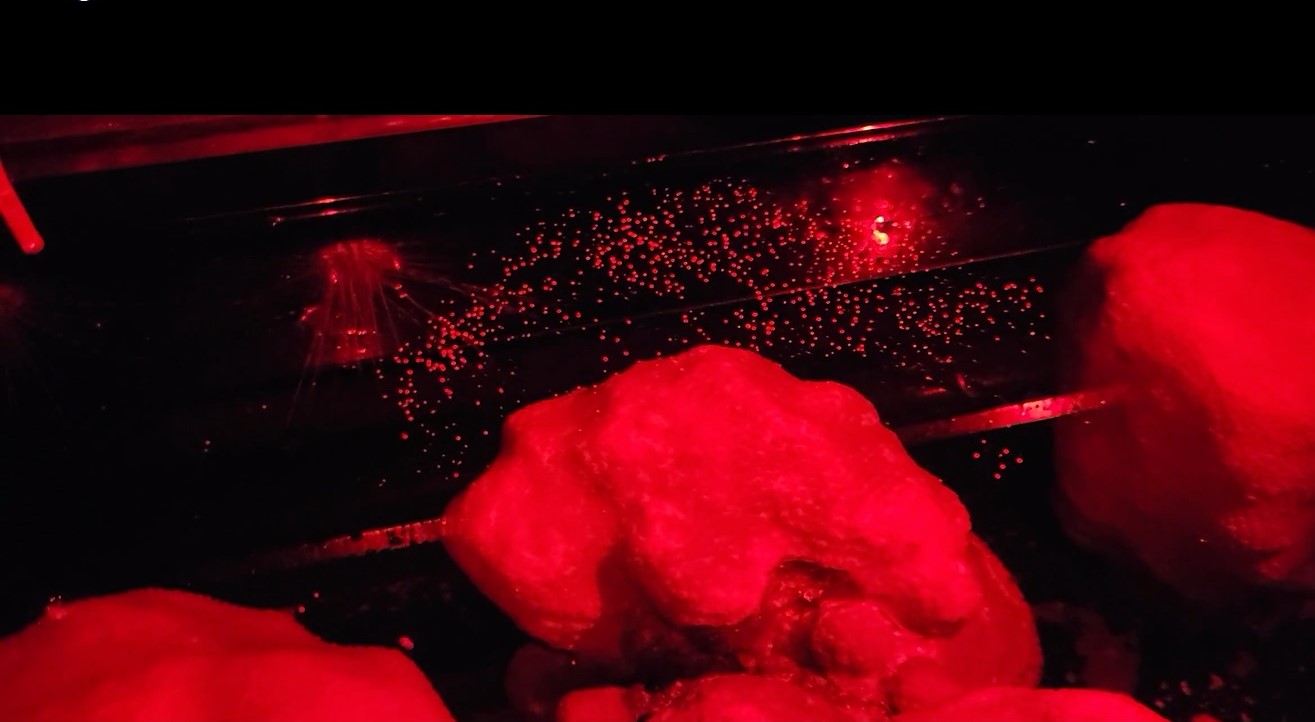 Coral spawning in the wild and in a lab - Cayman Compass