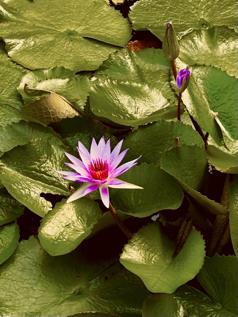 waterlily - Cayman Compass