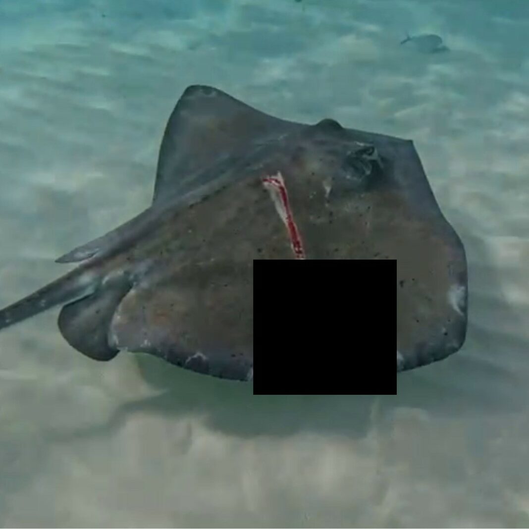 Injured stingray sighting prompts DoE safety warning - Cayman Compass