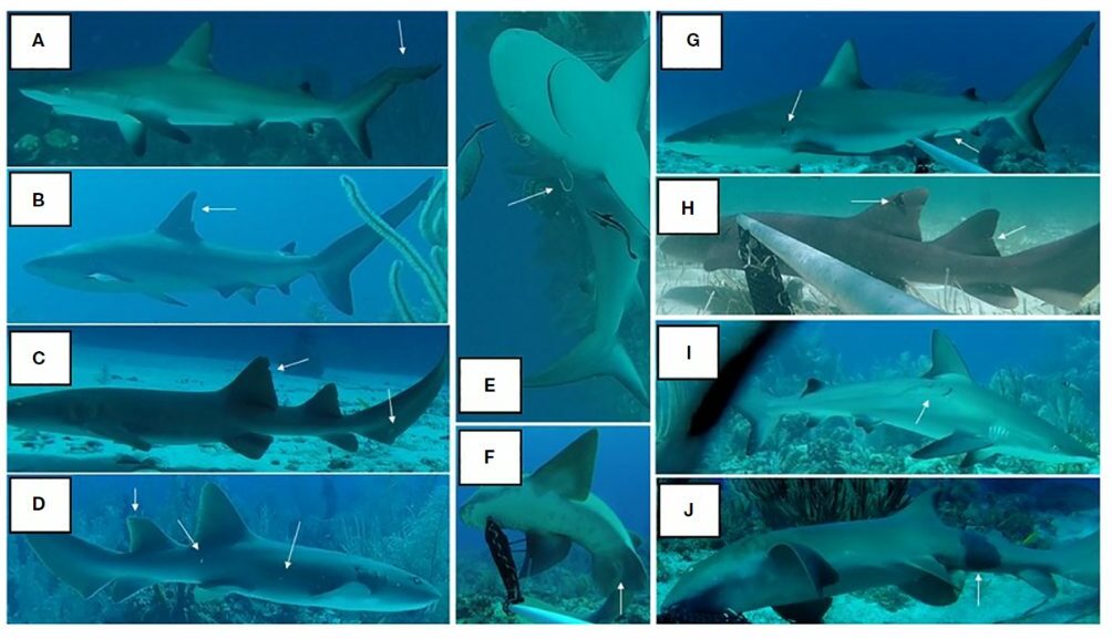 Cayman home to hundreds of reef and nurse sharks, study finds - Cayman ...