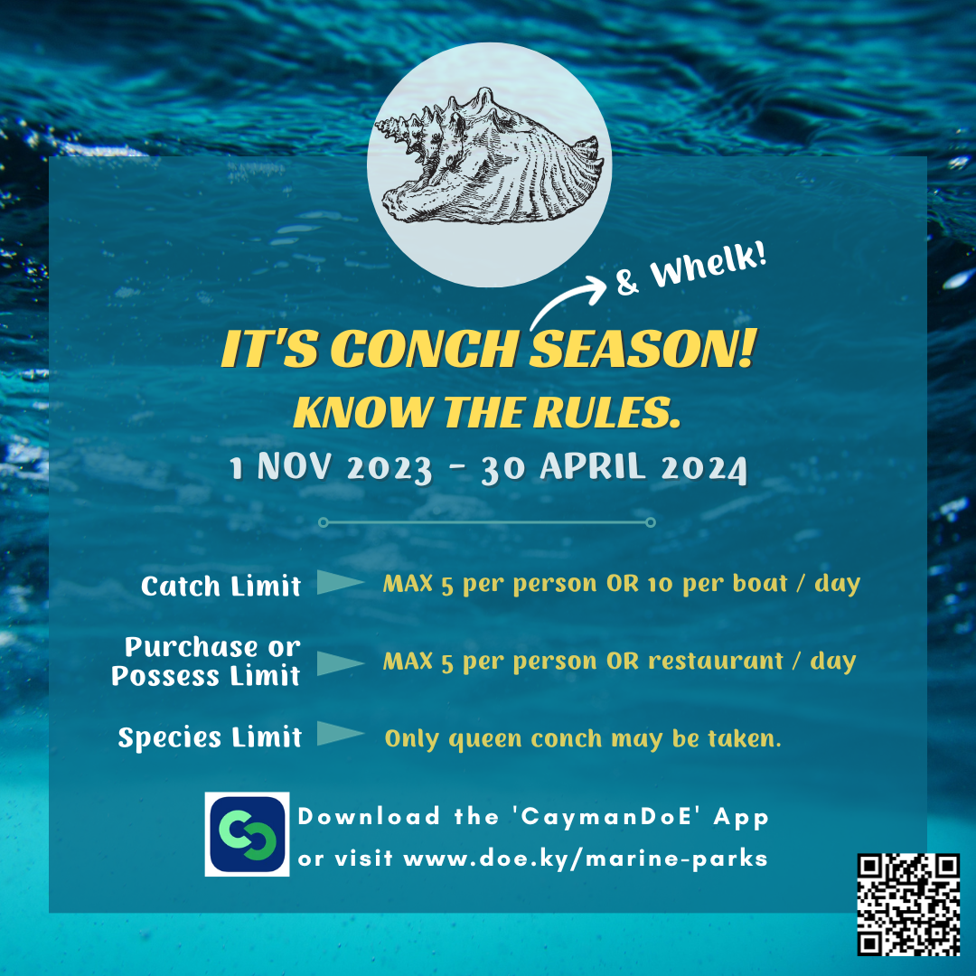 DoE issues warning as conch and whelk season opens - Cayman Compass