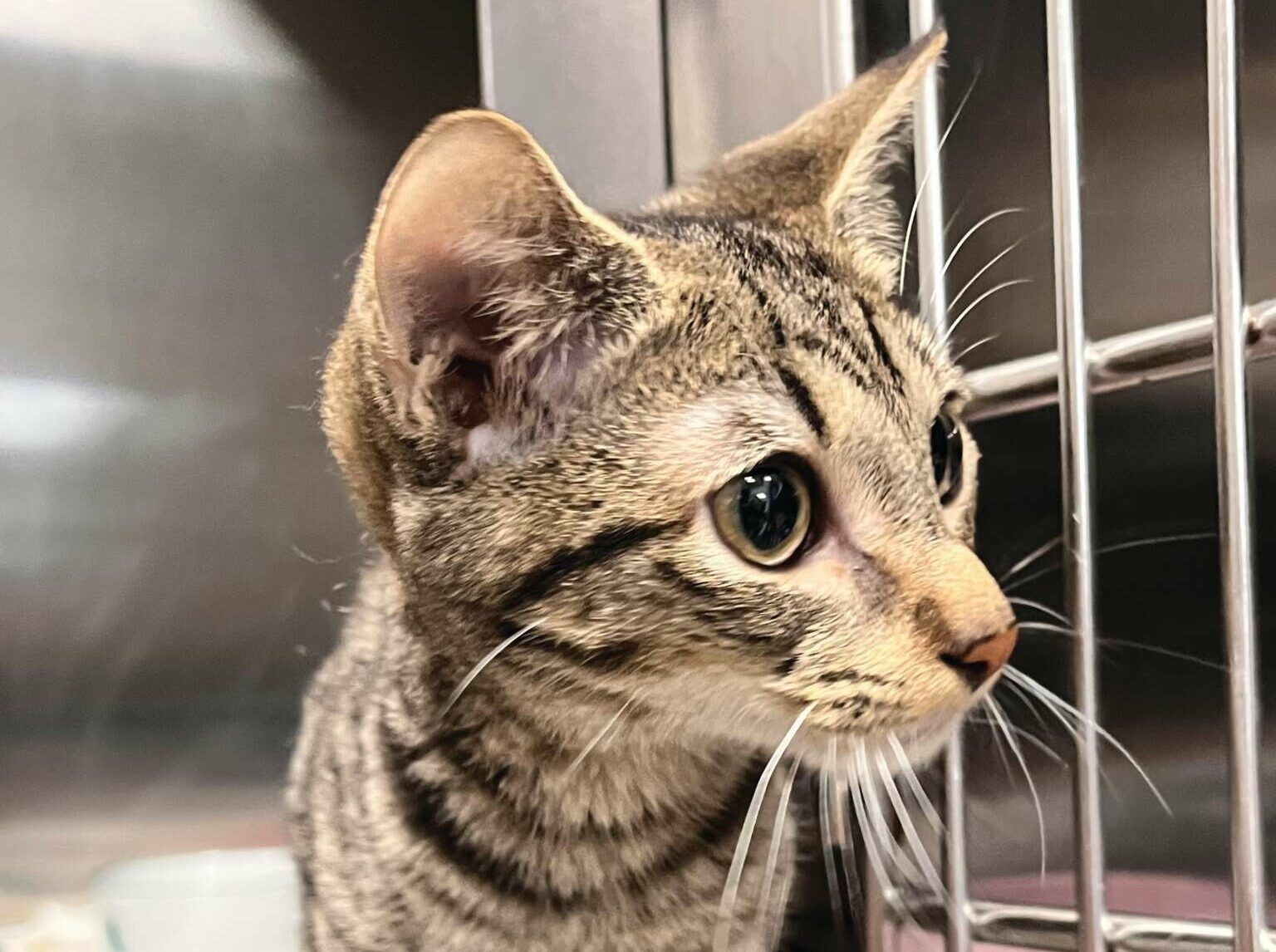 Alley Cat Allies - Cayman Compass