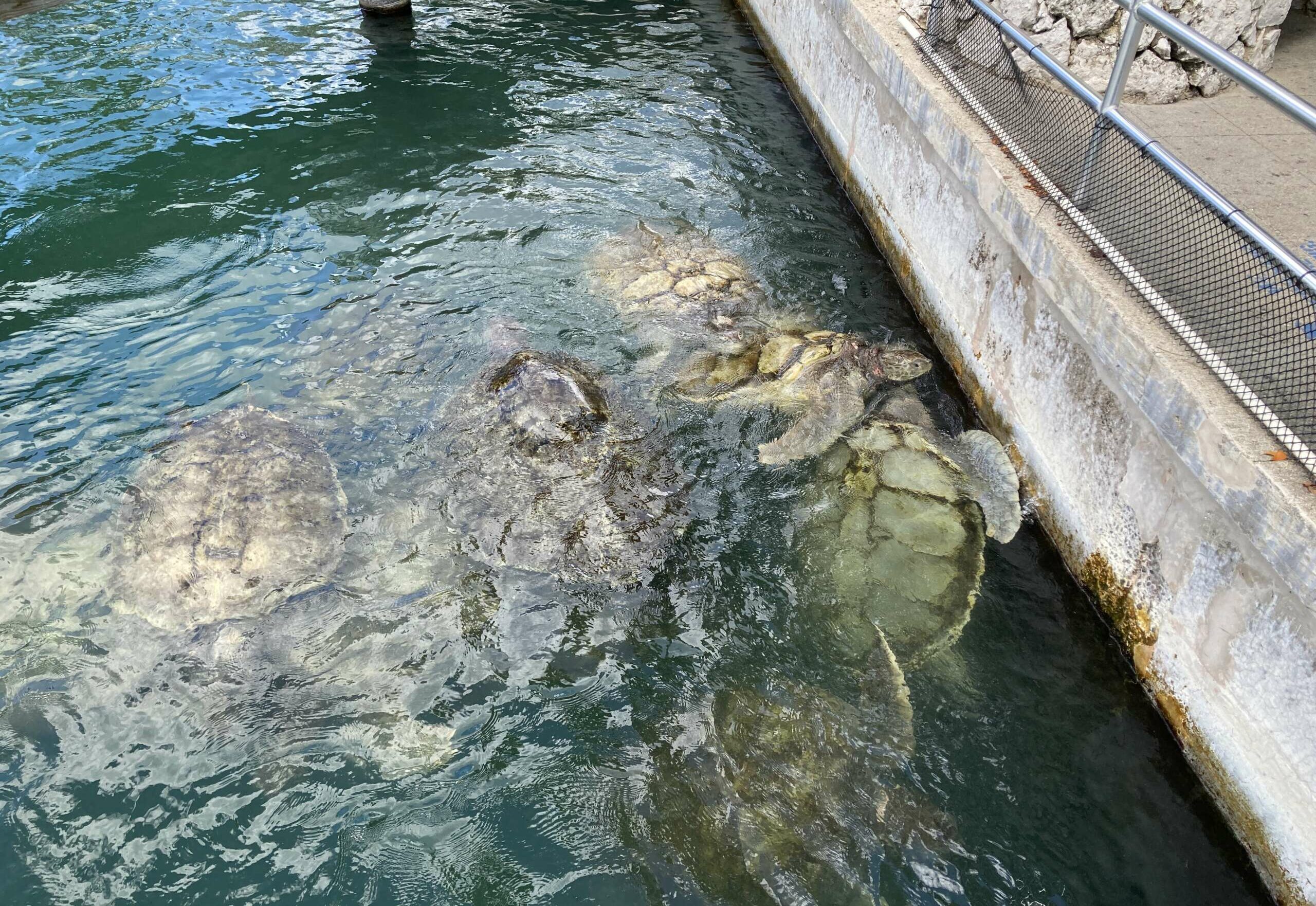 Turtle Centre's multi-million-dollar losses projected to grow - Cayman ...