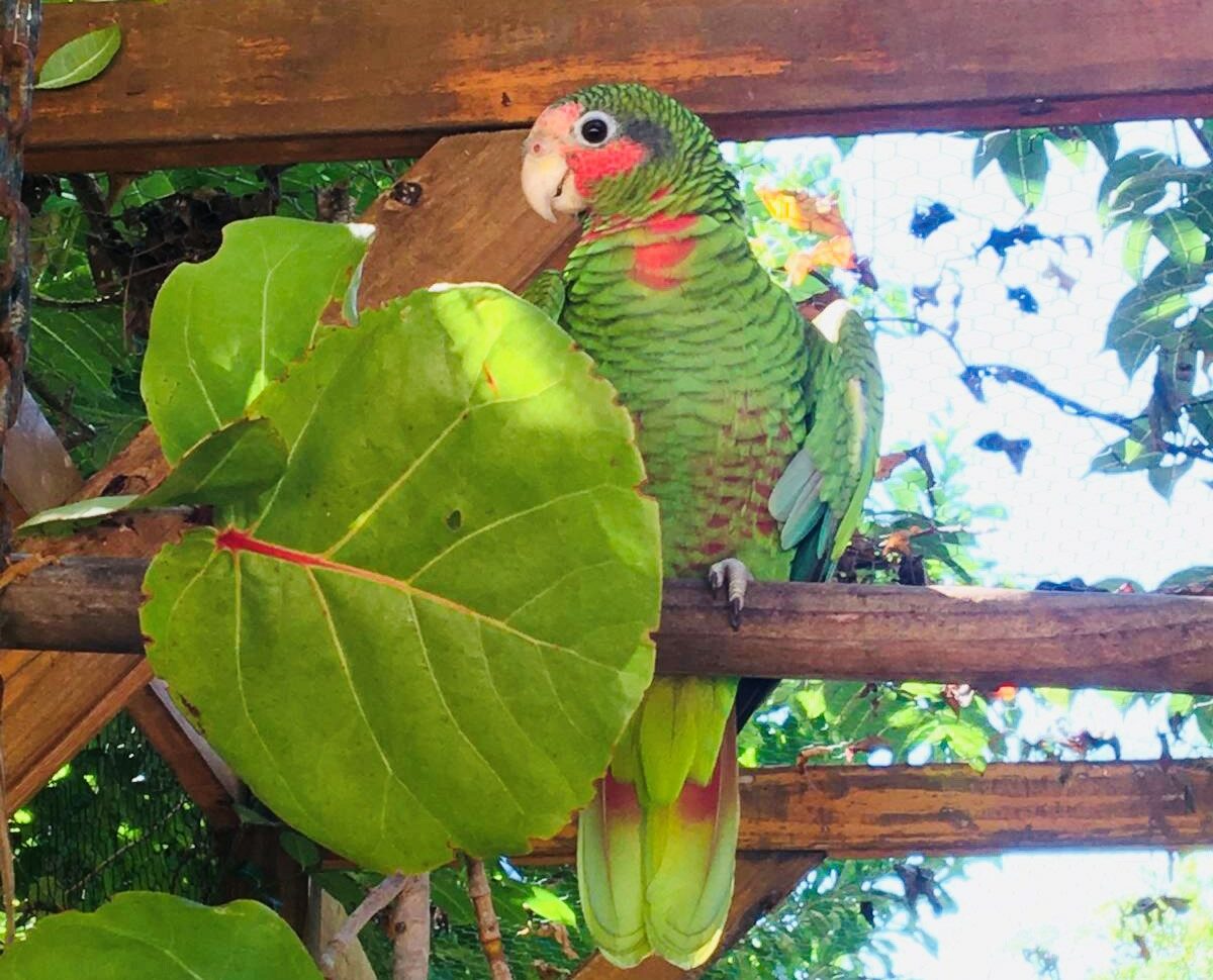 CIS kids help release Cayman parrot into the wild - Cayman Compass