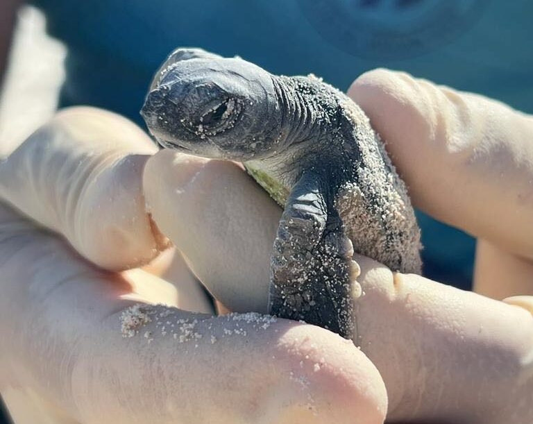 More than 60,000 turtle hatchlings make it to sea so far in 2023 ...