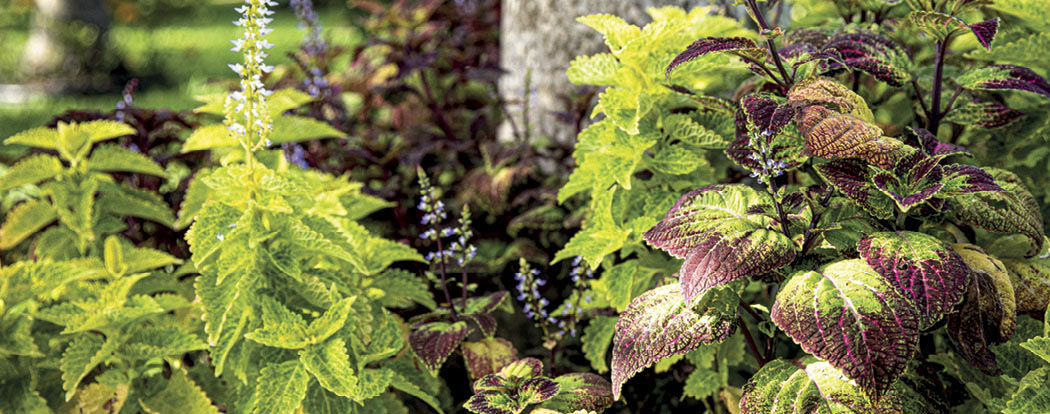 Tackling Common Garden Pests Cayman Compass