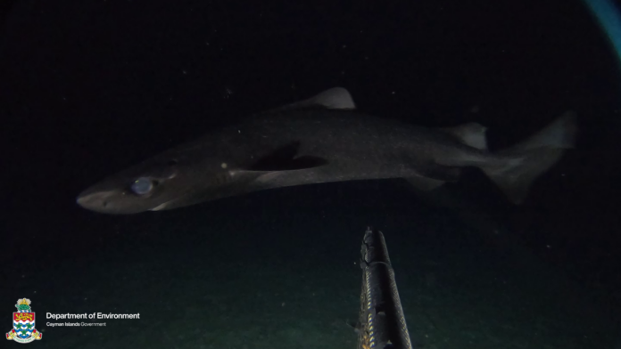 Rare glow-in-the-dark kitefin shark spotted in Cayman waters - Cayman ...