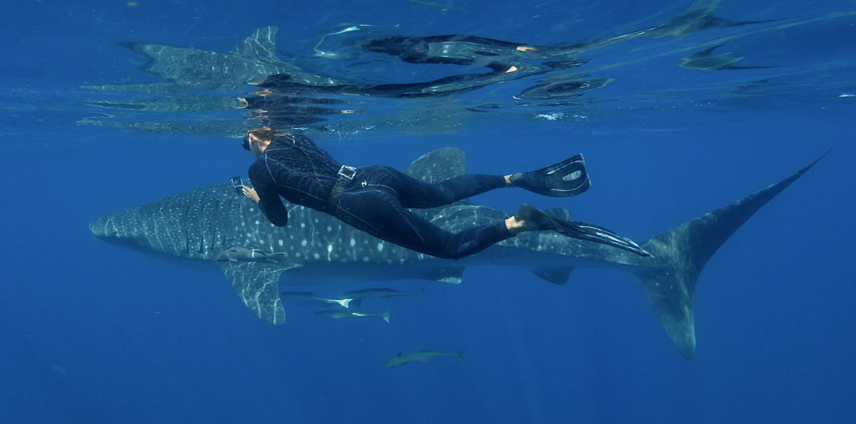 Researchers track the real 'Swim Shady' whale shark - Cayman Compass