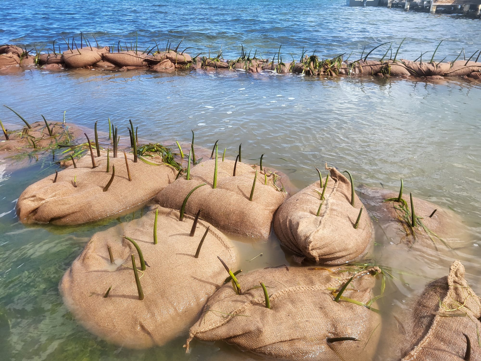 Mangrove restoration day 4 pic8 - Cayman Compass
