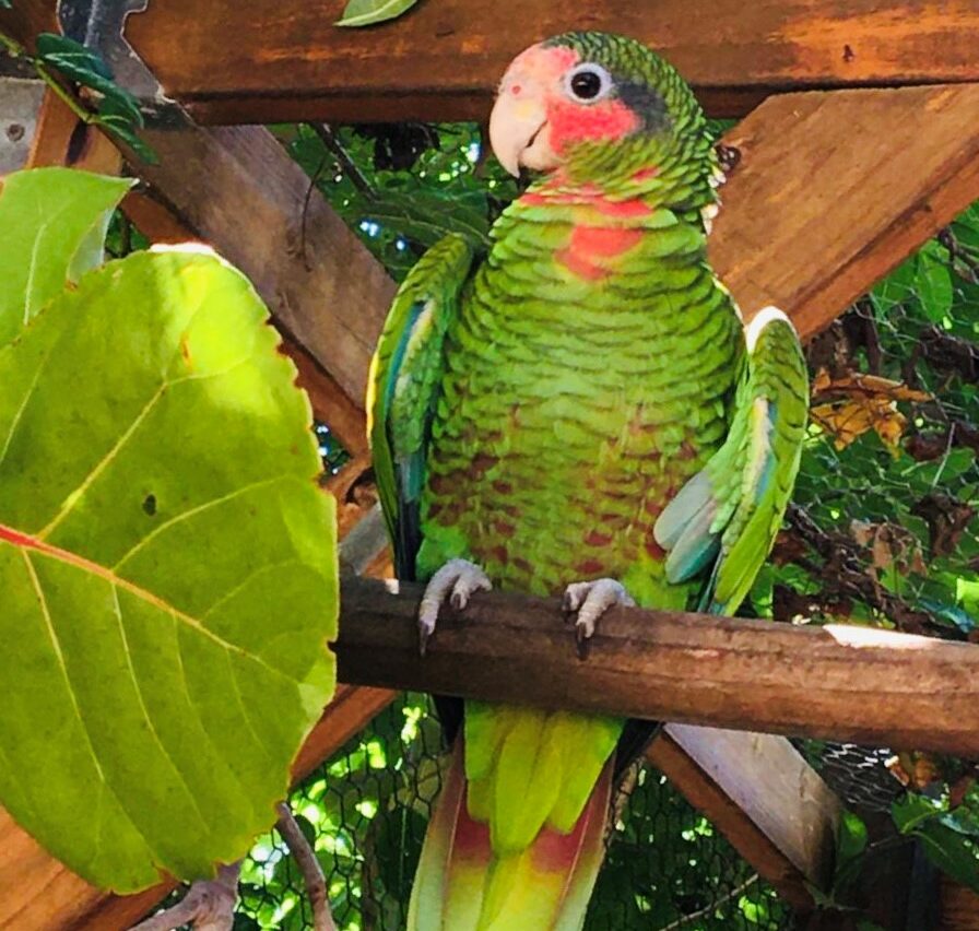 CIS kids help release Cayman parrot into the wild - Cayman Compass