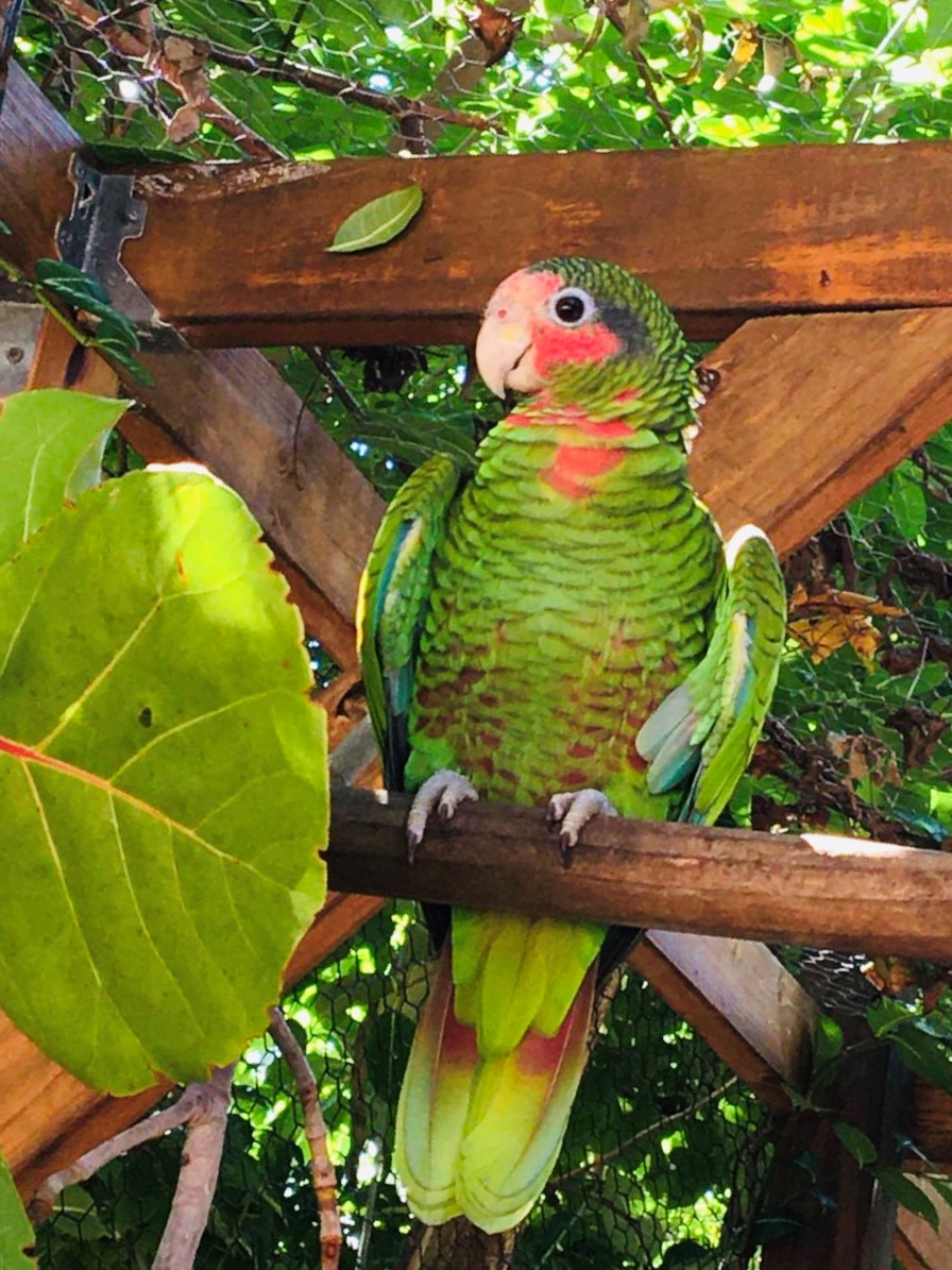 Ms Claire the parrot 2 - Cayman Compass