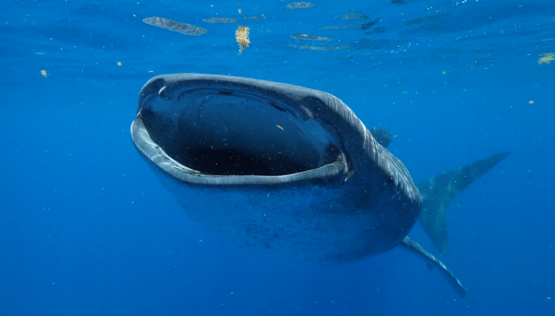 Researchers track the real 'Swim Shady' whale shark - Cayman Compass