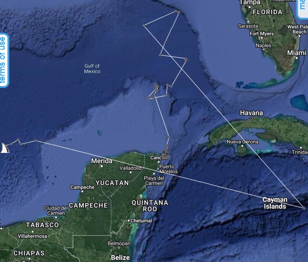 Researchers track the real 'Swim Shady' whale shark - Cayman Compass