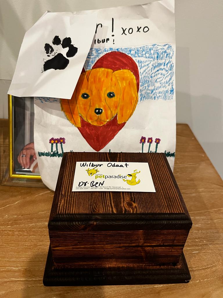 Starved dog inspires 'Justice for Wilbur' campaign - Cayman Compass